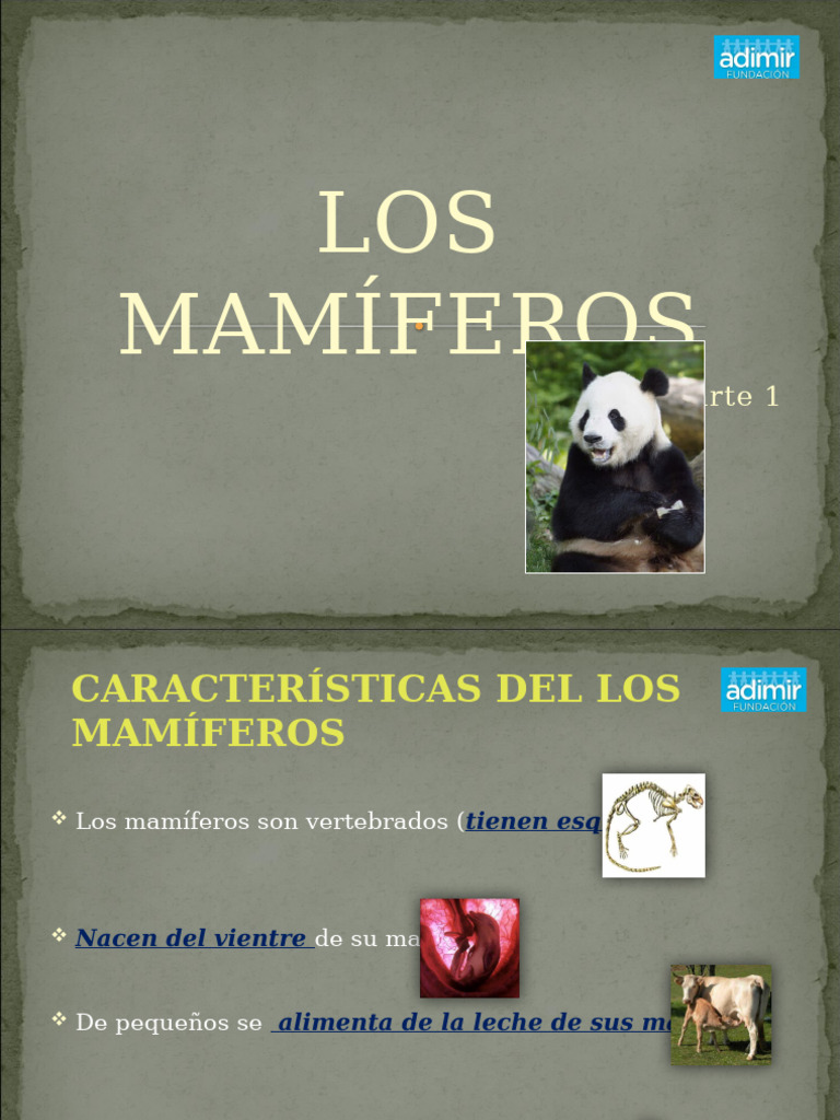 5 Power Point Mamíferos | PDF