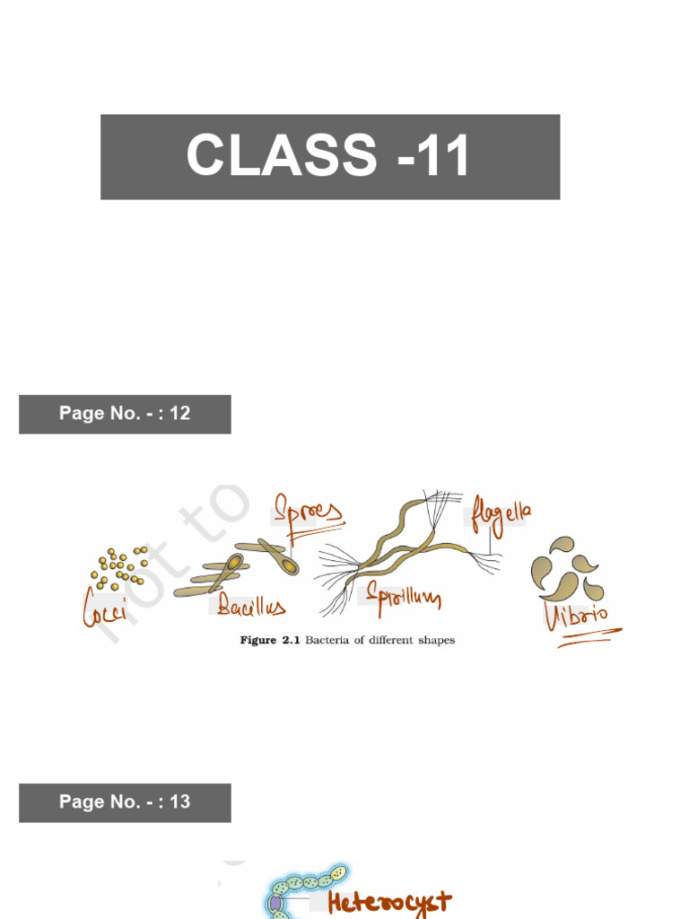 Class 11 All Diagrams | PDF
