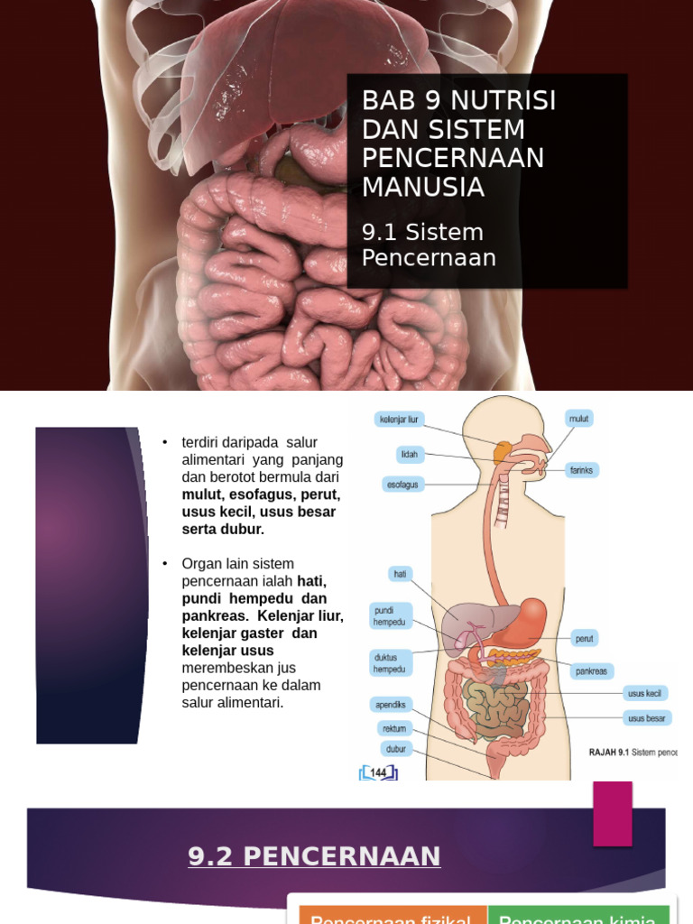 B9 Nutrisi Dan Sistem Pencernaan Manusia | PDF