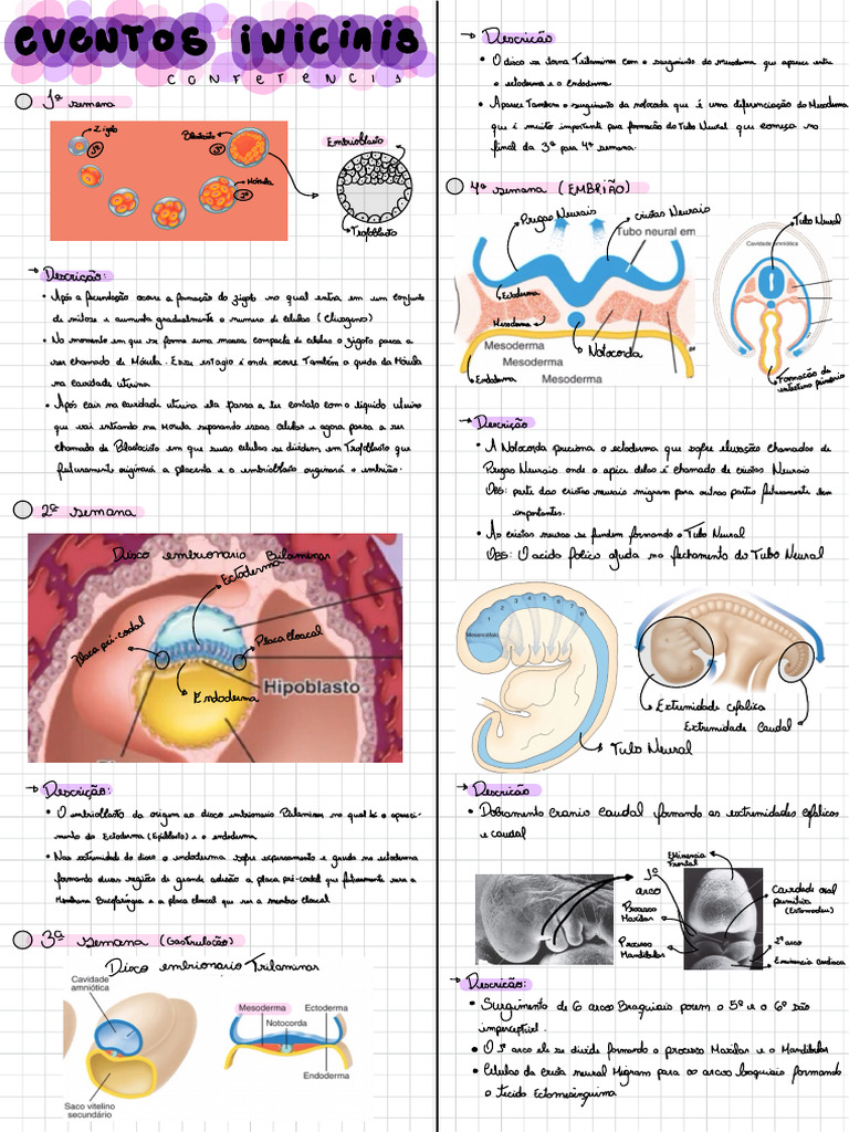 Morfologia Bucomaxilofacial Embriologia 4 Semanas | PDF