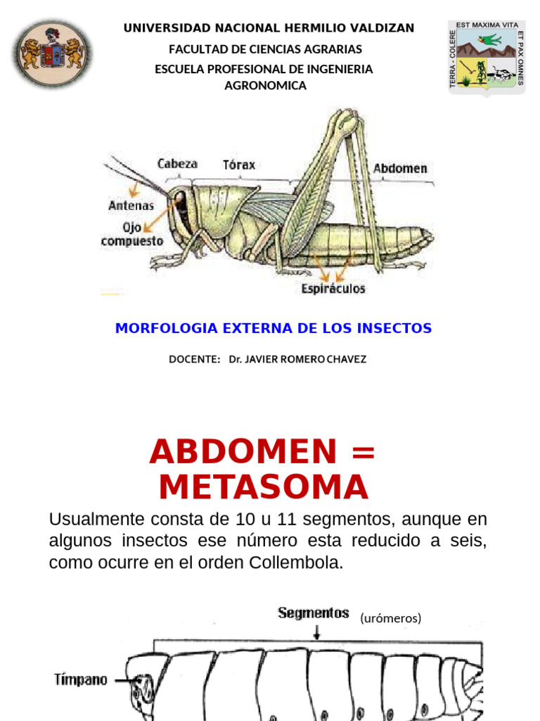Anatomia Abdomen Del Insecto | PDF