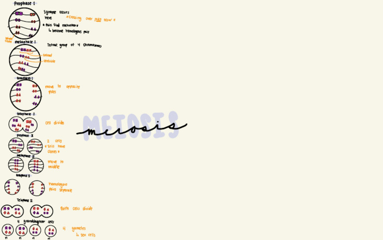 Meiotic Cell Division 4 | PDF