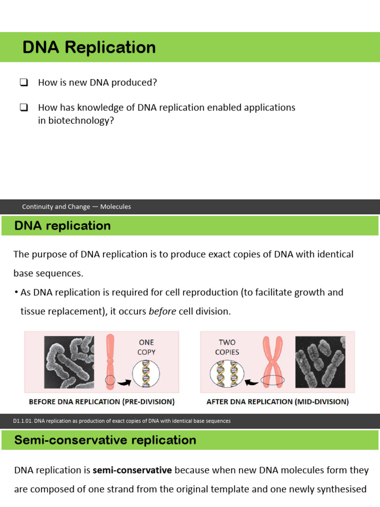 DNA Replication IB Bio SL | PDF