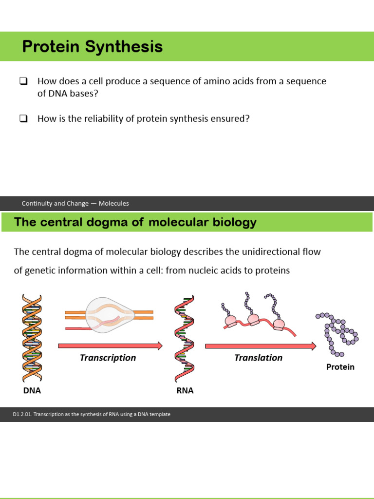 Protein - Synthesis - (SL) Biology IB | PDF