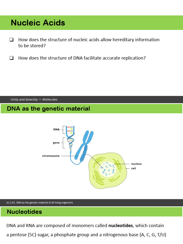Nucleic Acids IB Bio SL | PDF