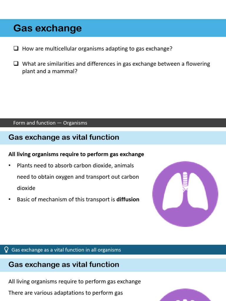 Gas Exchange SL | PDF
