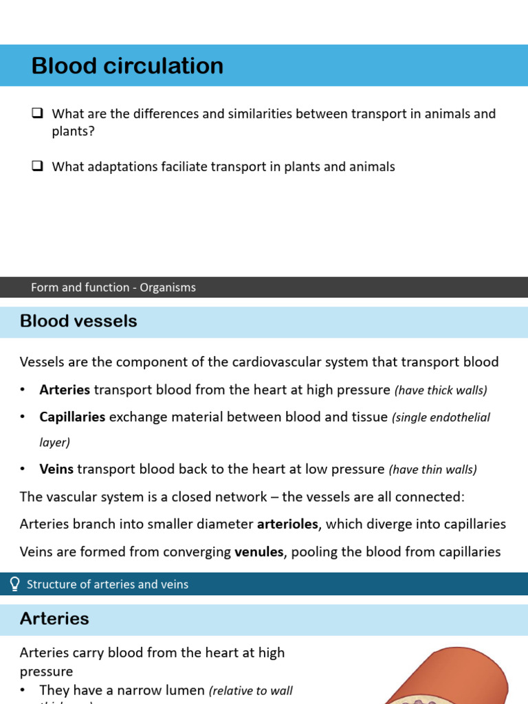 Blood Circulation SL | PDF