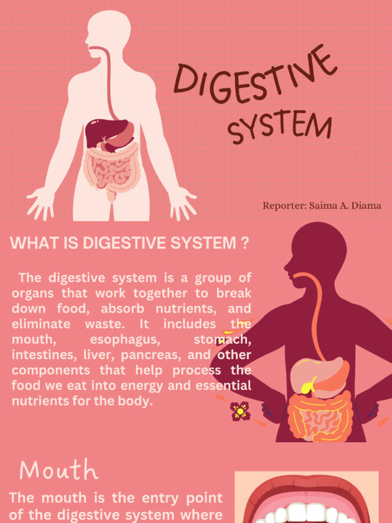 Digestive System Bio | PDF