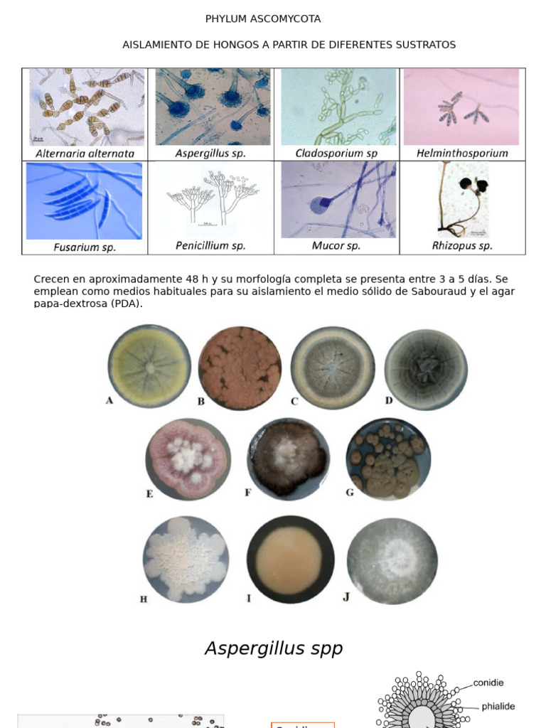 HONGOS BG Edison Rivera | PDF