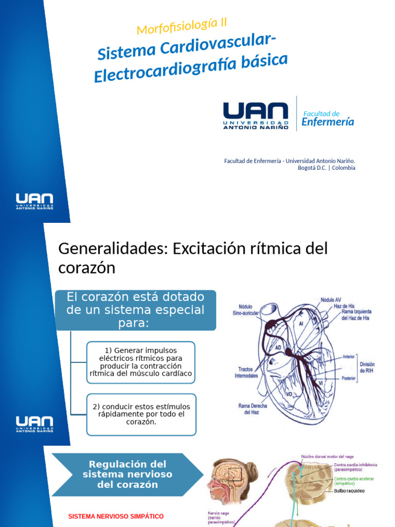 Sistema Cardiov Ascular-Electrocardiogra Fía Básica | PDF