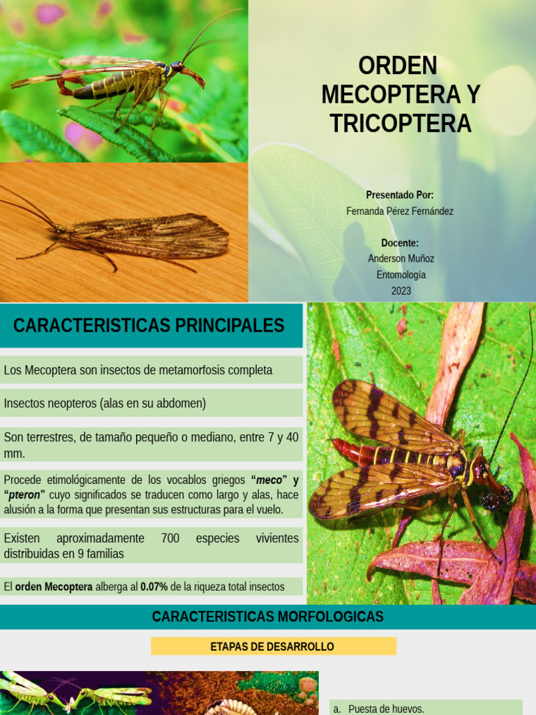 Entomologia - Insectos | PDF