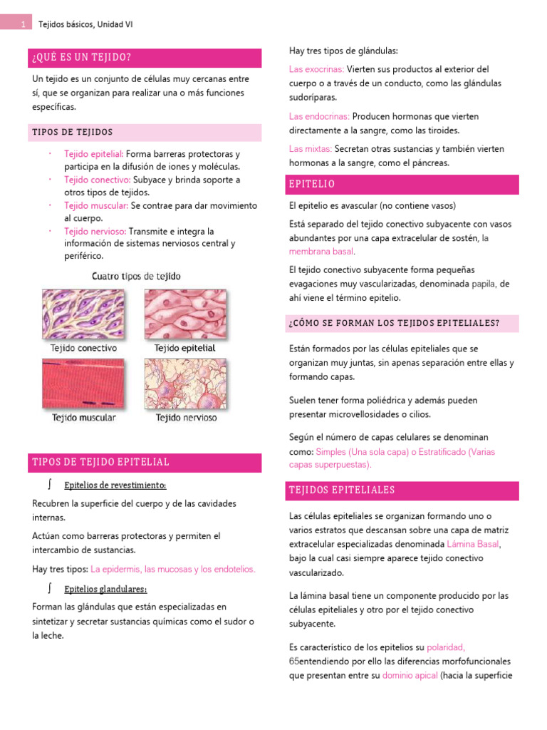 TIPOS DE TEJIDOS | PDF