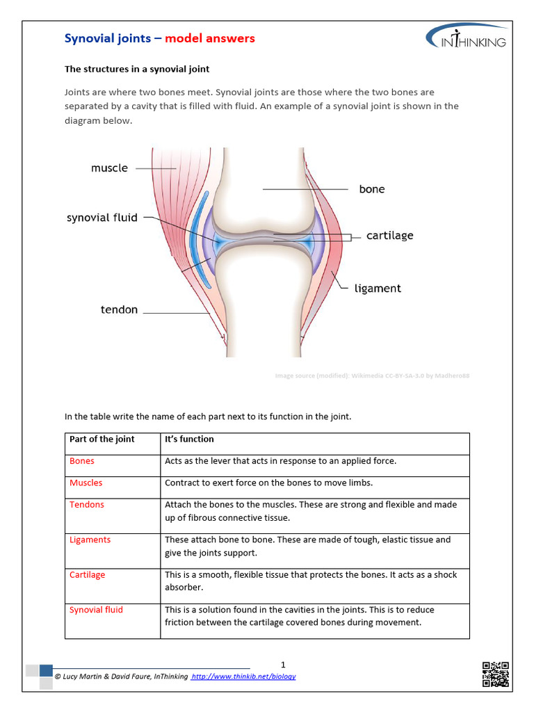 3 - Joints - Model Answers | PDF