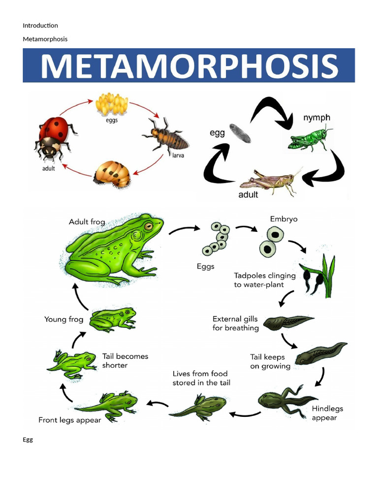 frog project pics | PDF