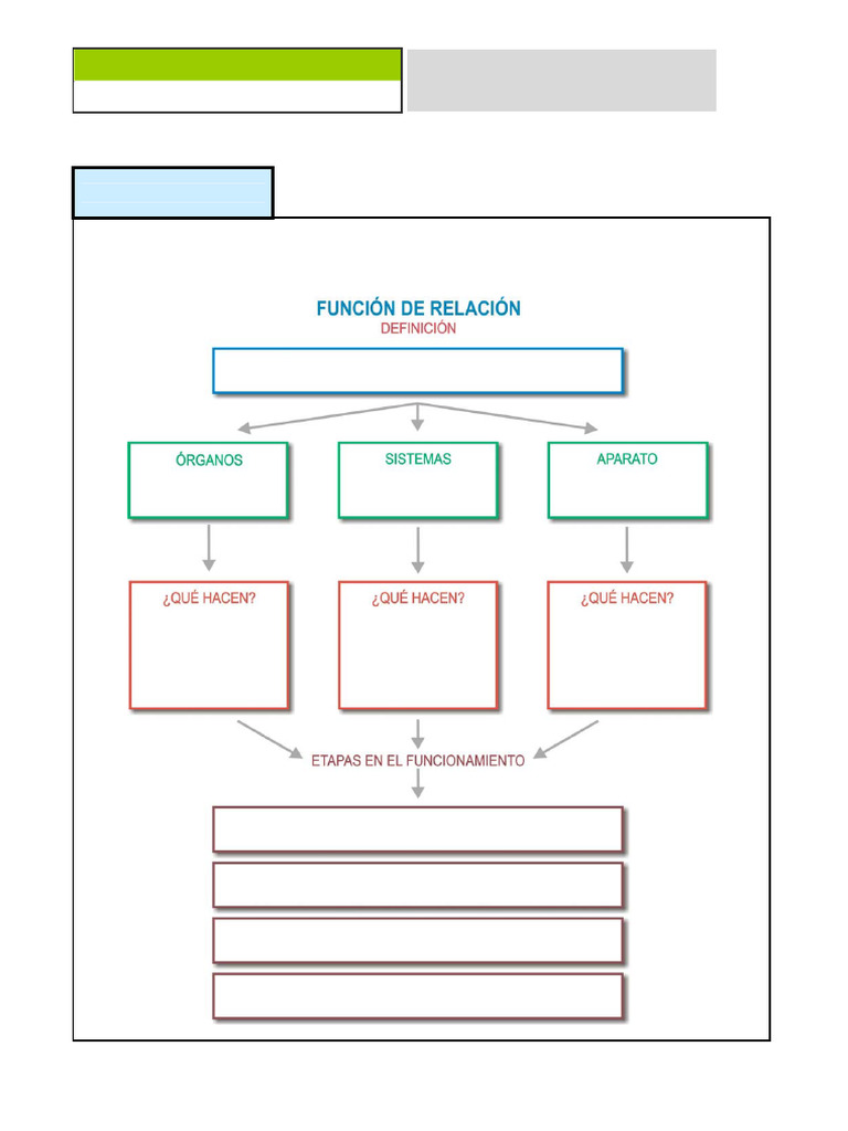 Tarea Funcion Relacion Del Ser Humano | PDF | Músculo | Relaciones personales, crianza y ...