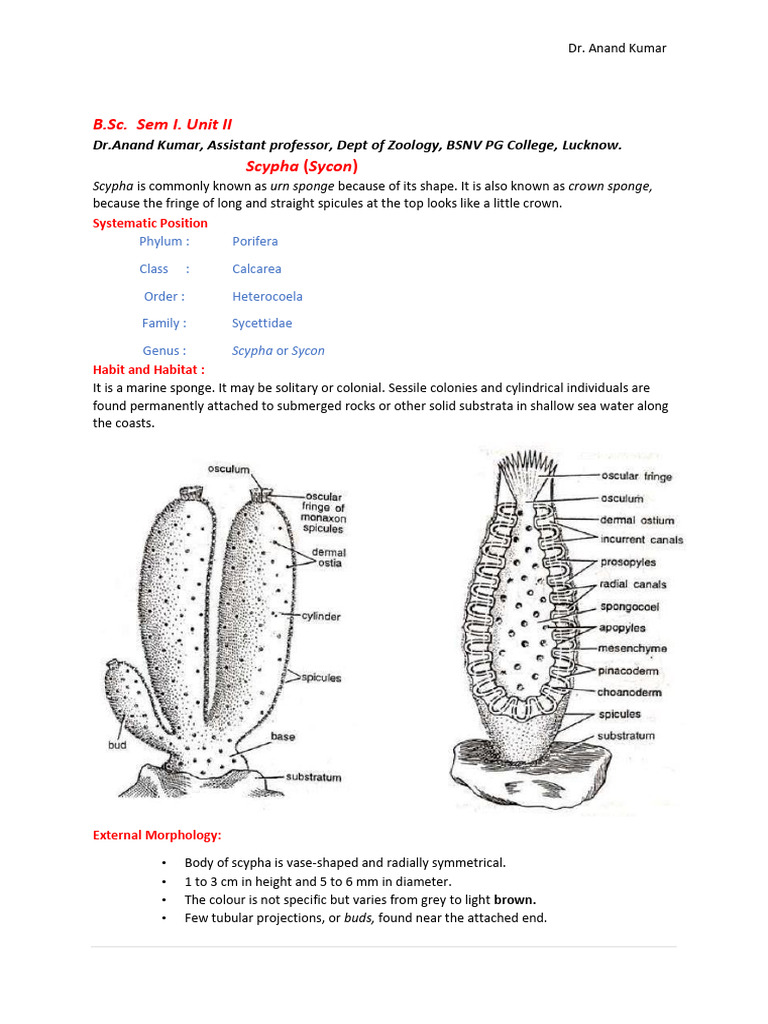 Econtent PDF Syconhabitmorphologyandcanalsystem (1) 87499 | PDF