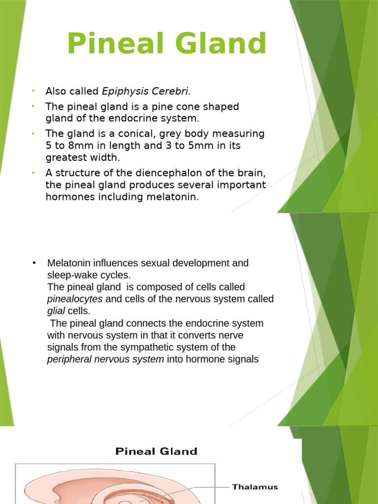 Pineal Gland | PDF