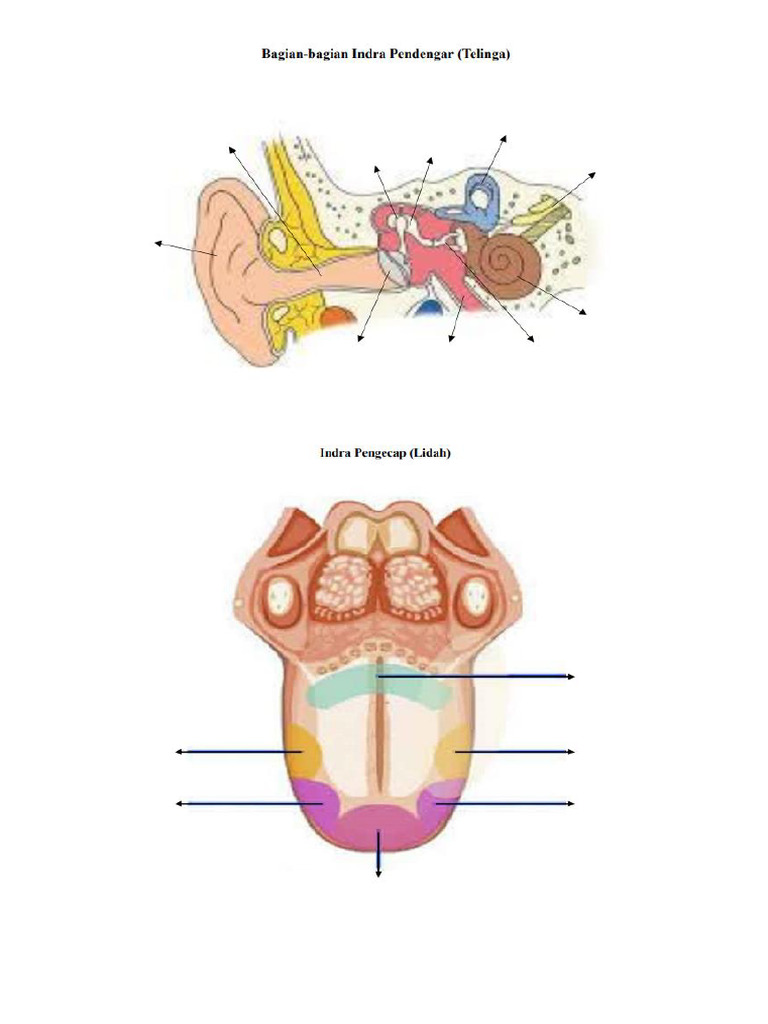 Indra Pendengar Dan Pengecap Rasa | PDF