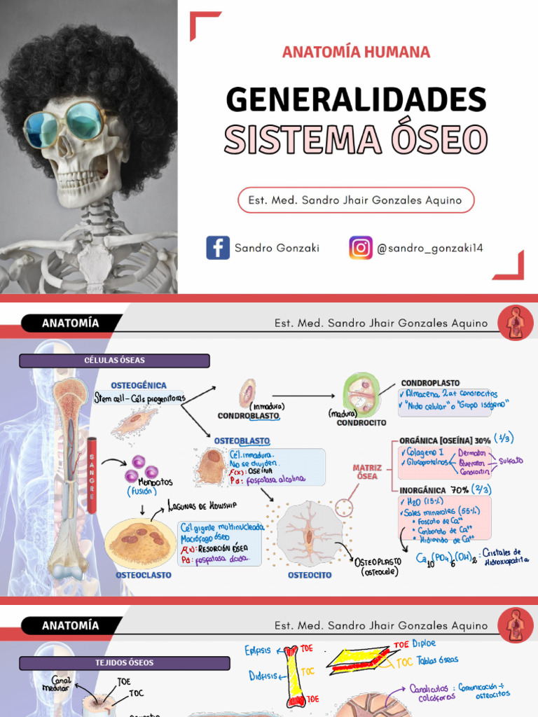 SE02. Sistema Óseo | PDF