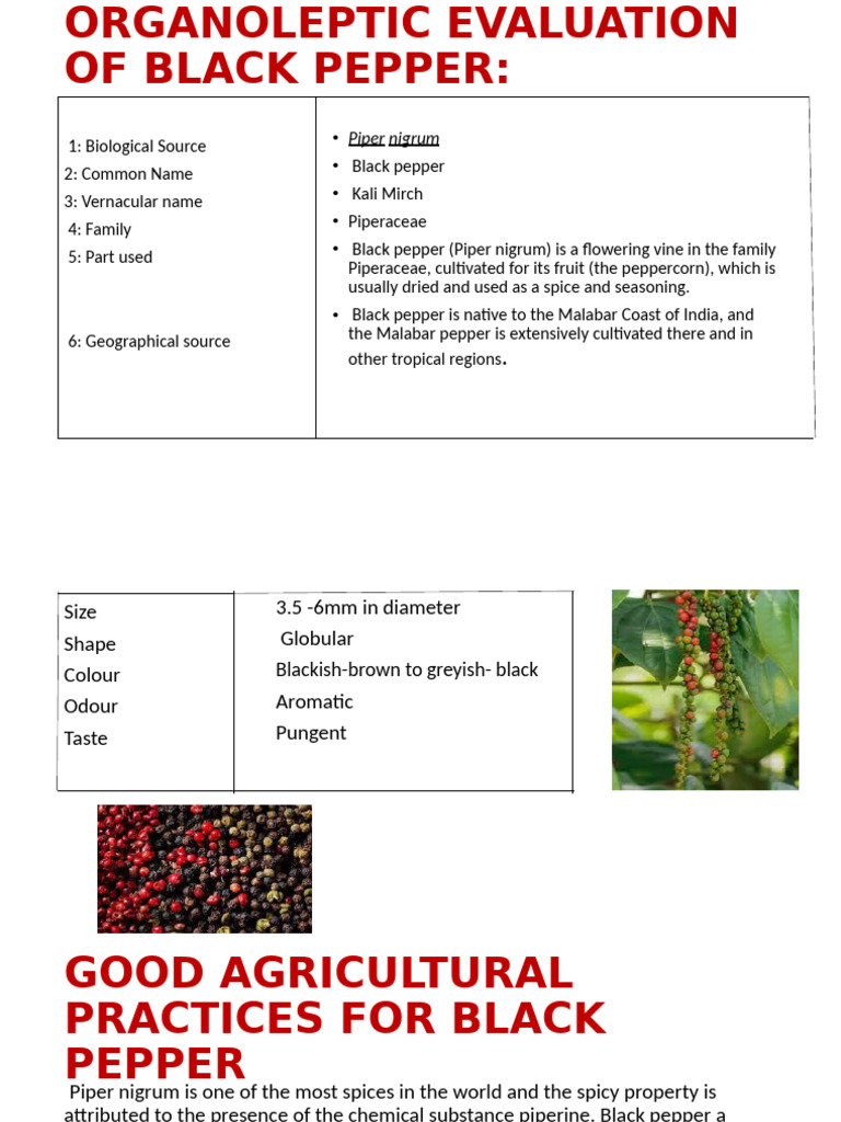 Black Pepper | PDF