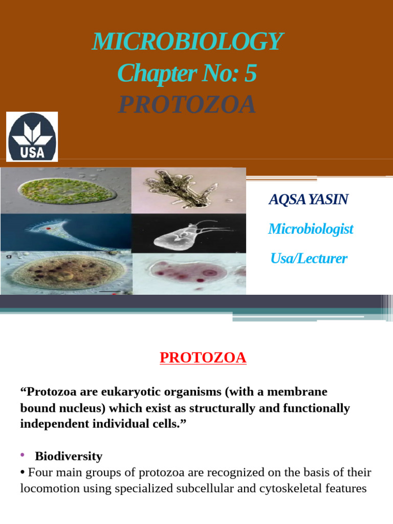 Protozoa | PDF
