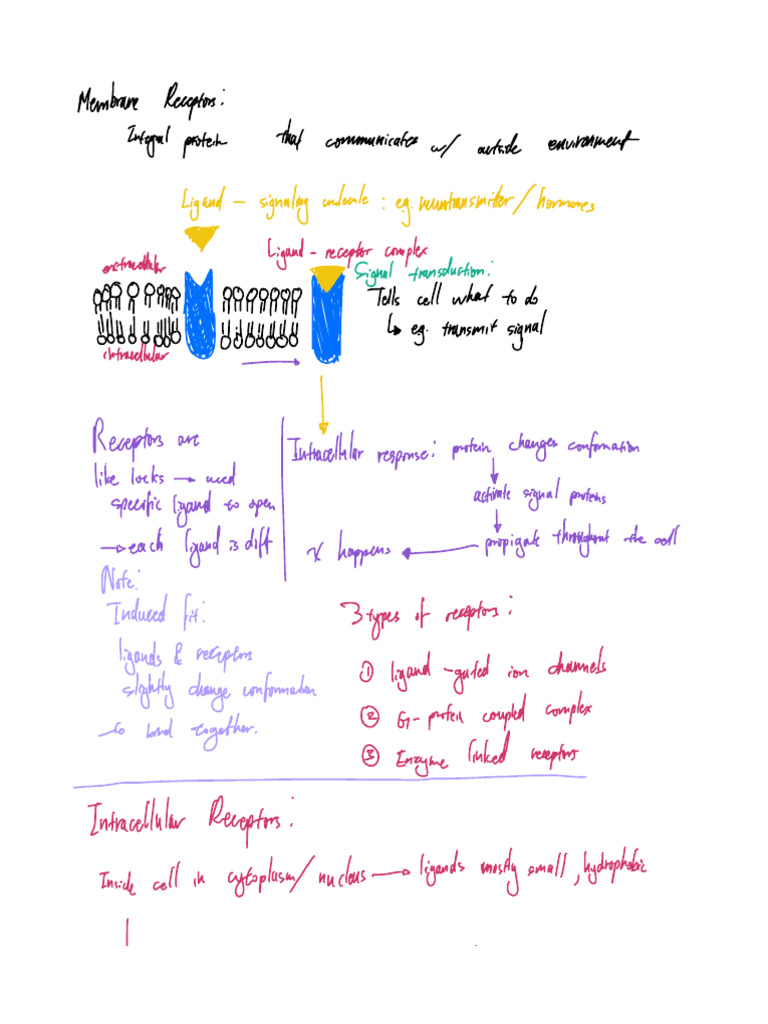 Signal Transduction | PDF