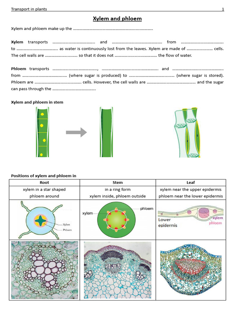 Transport in Plants (Ans) | PDF