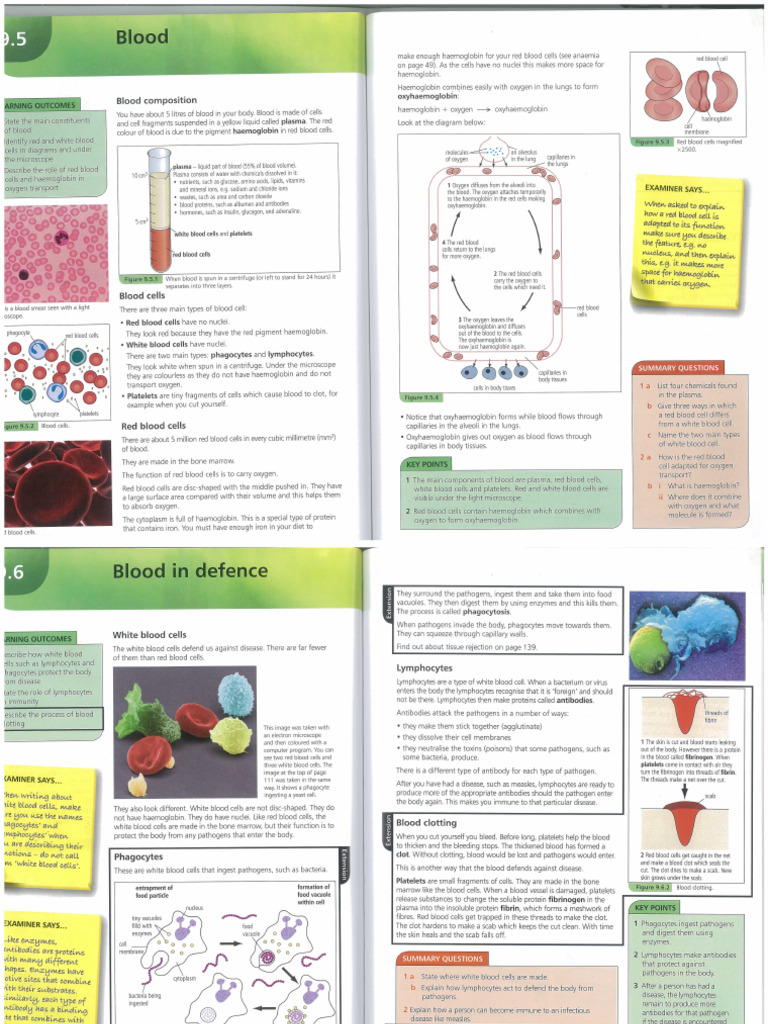 F3 Bio Blood Cells | PDF