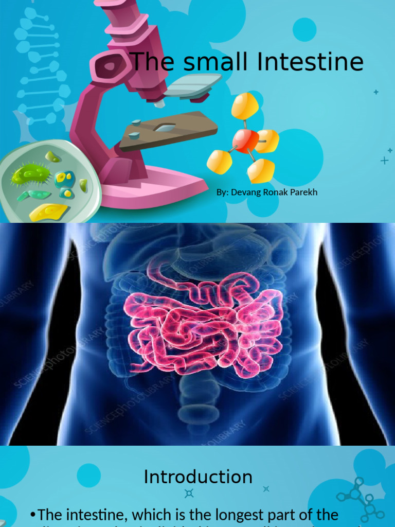 The Small Intestine | PDF