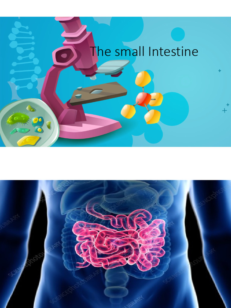 Small Intestine | PDF
