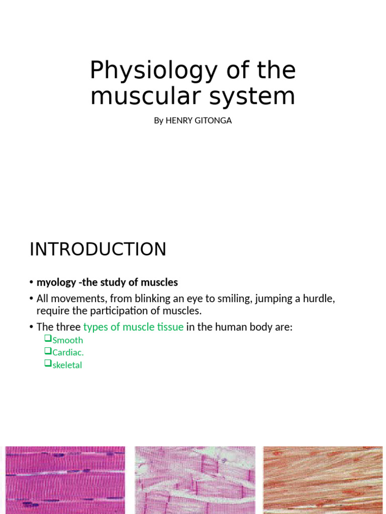 Physiology of the Muscular System | PDF