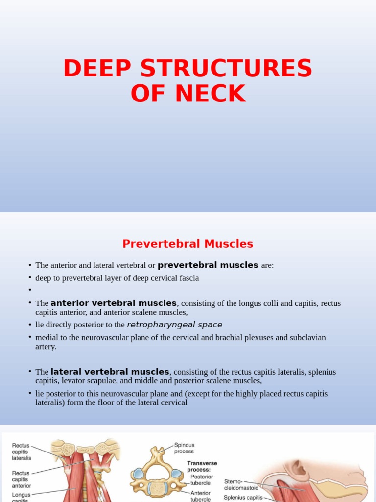 Deep Structures of The Neck | PDF