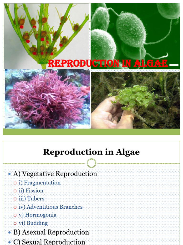 07 Lecture Summary-Reproduction in Algae | PDF | Sexual Reproduction ...
