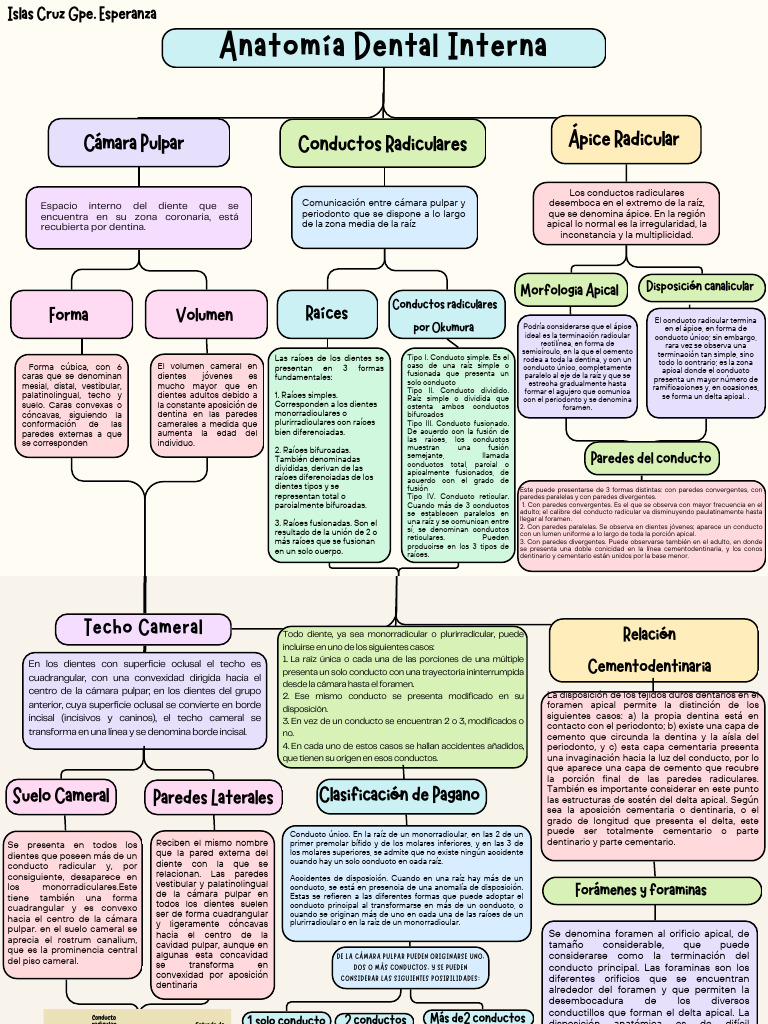 Mapa Conceptual de La Morfologia Dental Interna | PDF