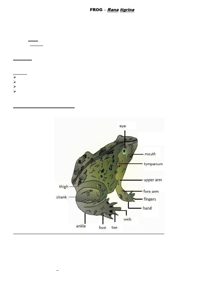 frog | PDF