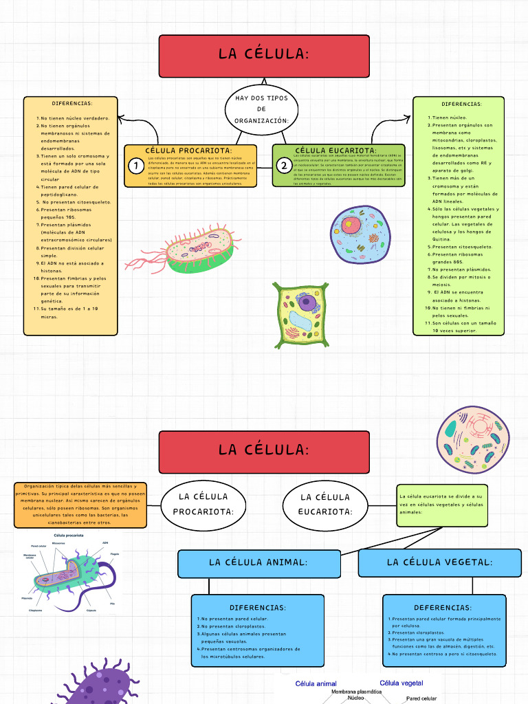 Esquema de La Célula Bio | PDF