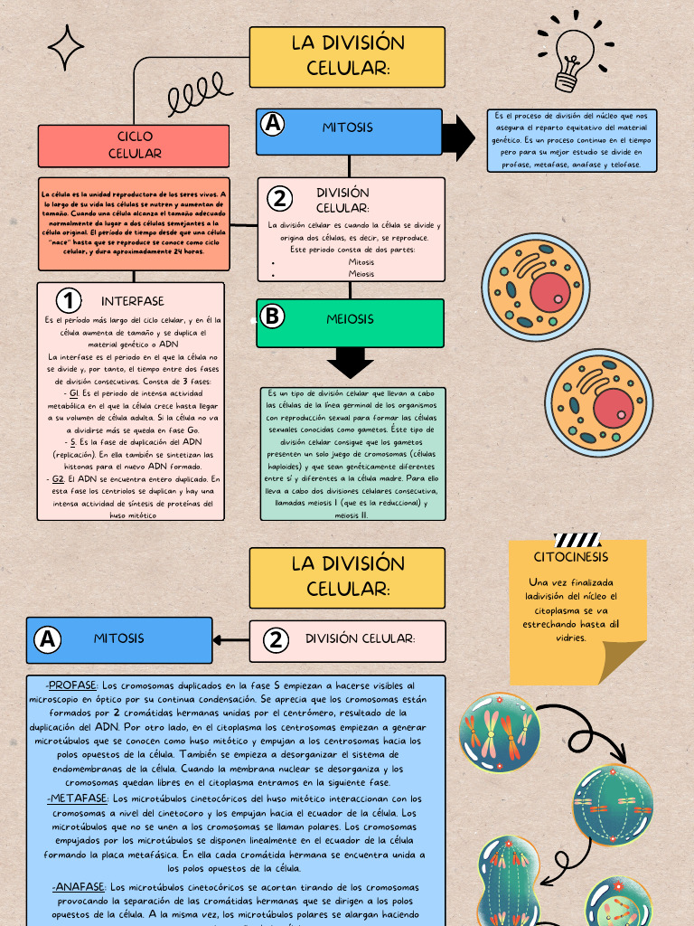 La División Celular Esquema | PDF