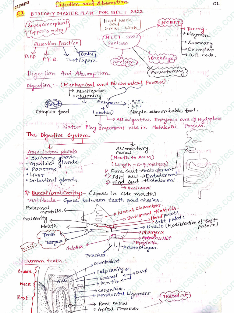 Digestion and Absorption | PDF