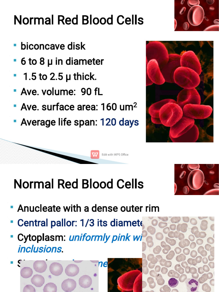 RBC Studies | PDF