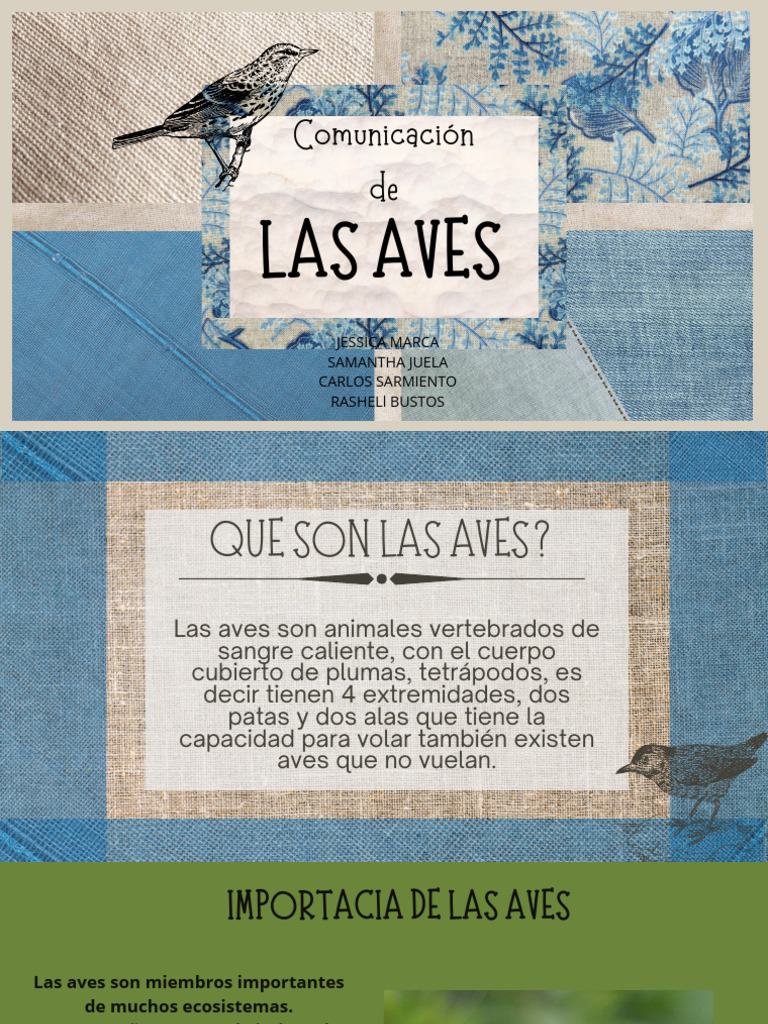 Presentación Las Aves | PDF
