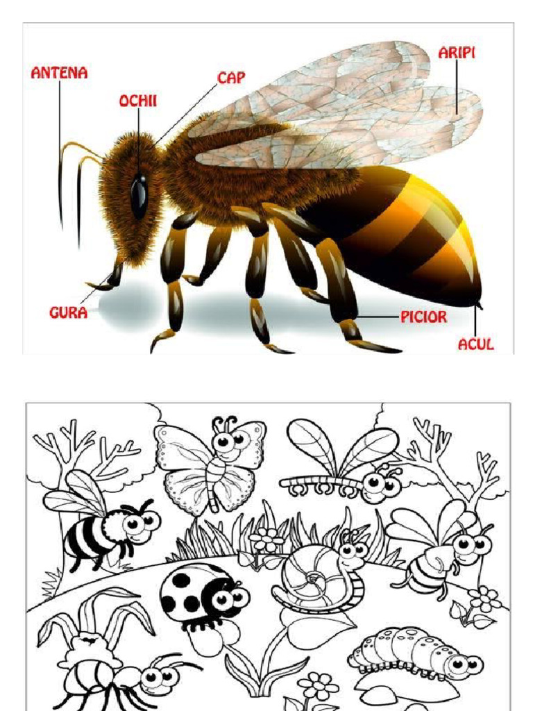 Insecte Planse | PDF