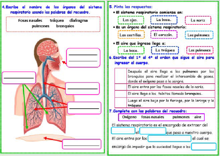 FICHA SISTEMA RESPIRATORIO | PDF