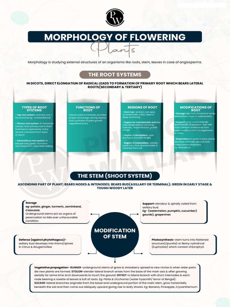 Morphology of Flowering Plant - Mind Maps | PDF