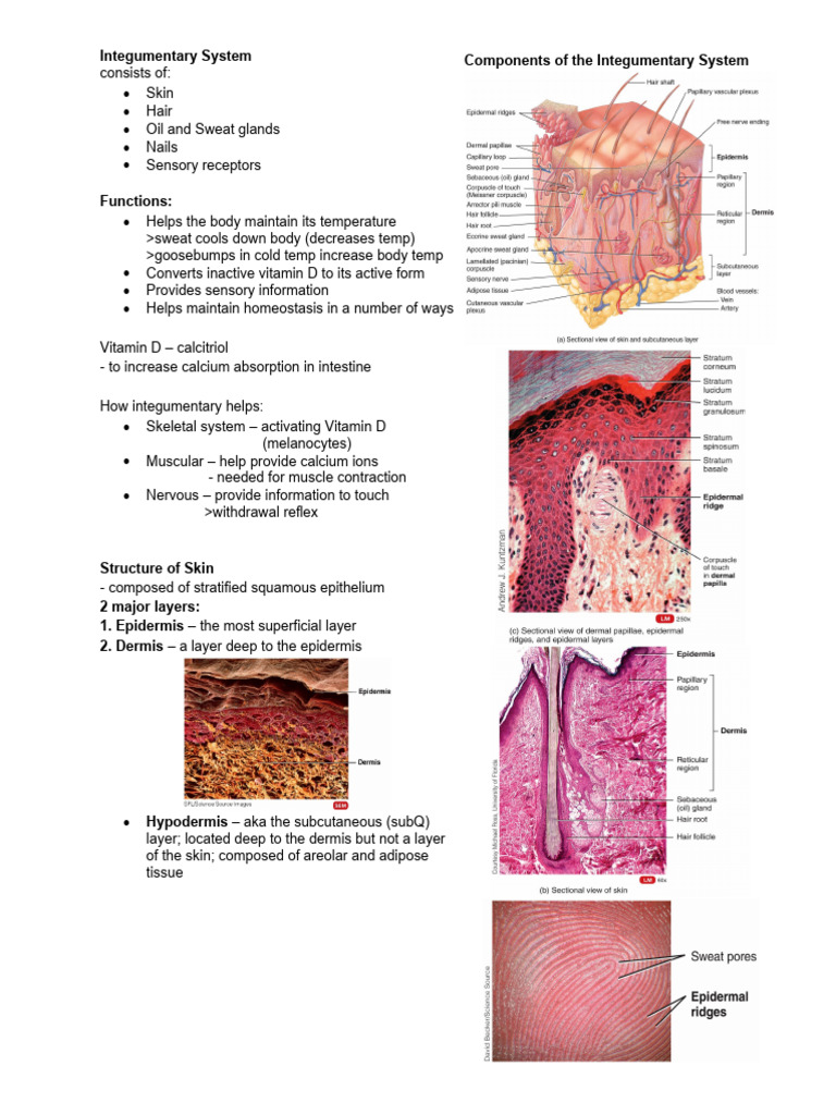 Anaphy Chapter 5 - The Integumentary System | PDF