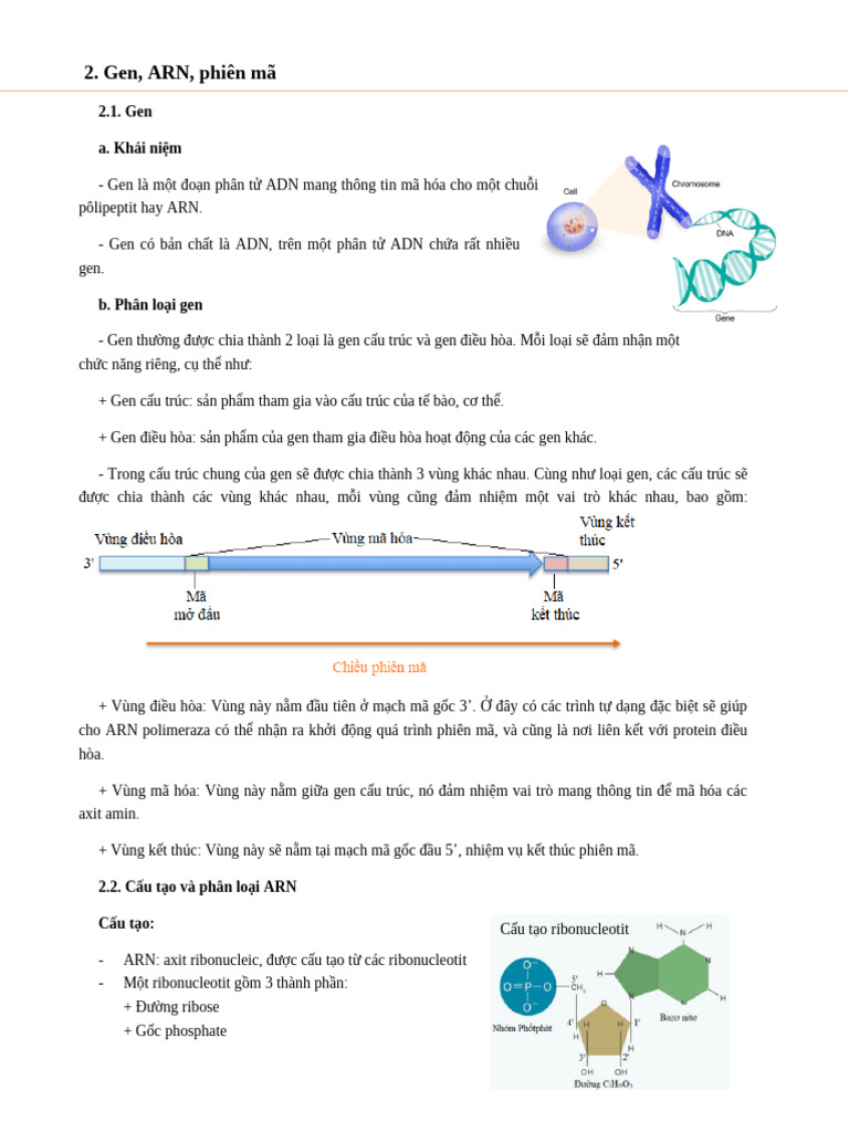 Gen ARN Phiên Mã | PDF