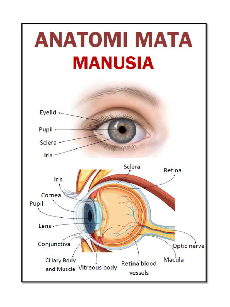 Anatomi Mata | PDF