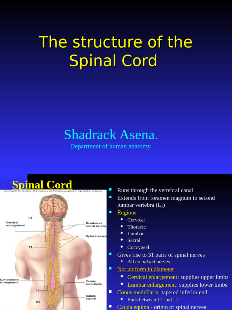 Neuro-Anatomy Ascending and Descending Tracts | PDF