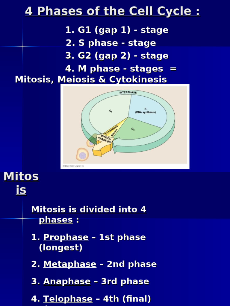 Mitosis | PDF