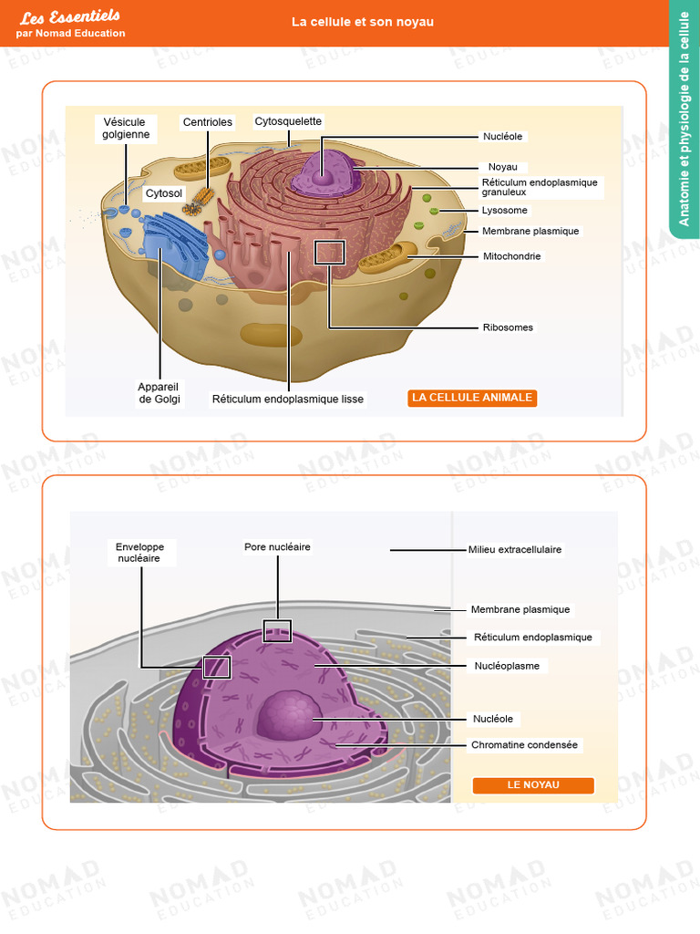 La Cellule Et Son Noyau | PDF