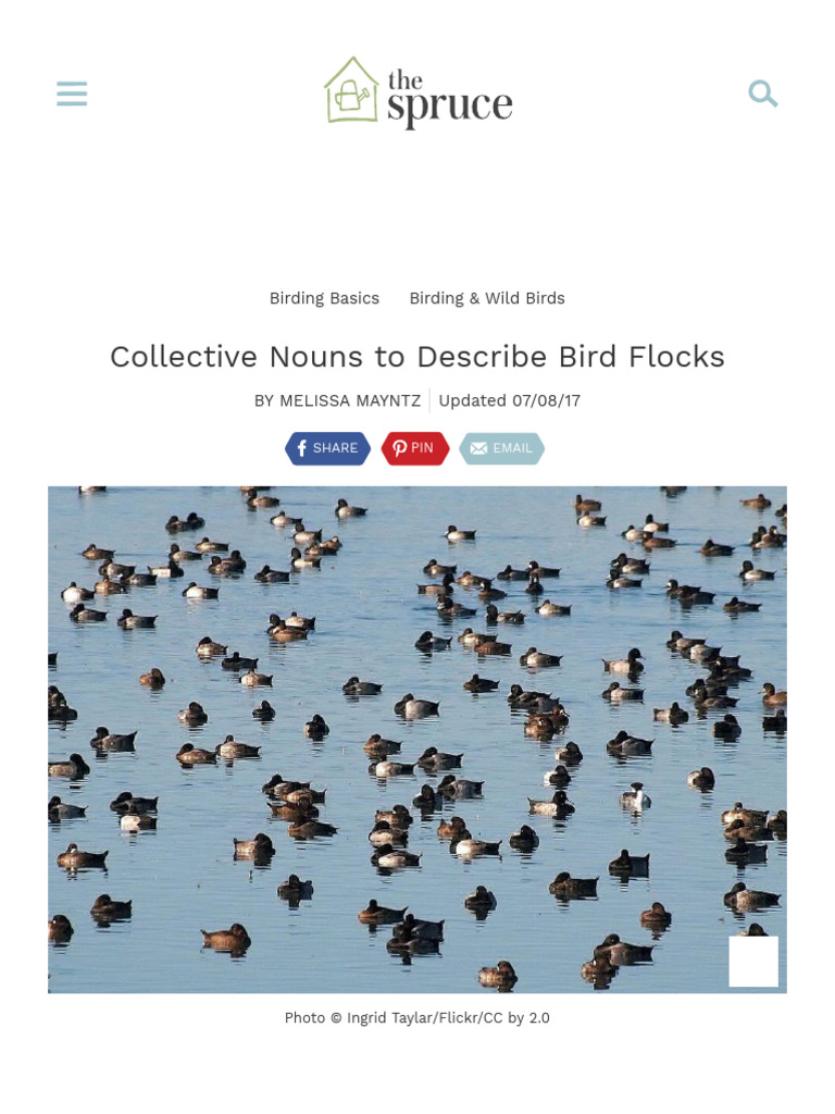 Collective Nouns To Describe Birds Flocks | PDF | Birds | Ornithology